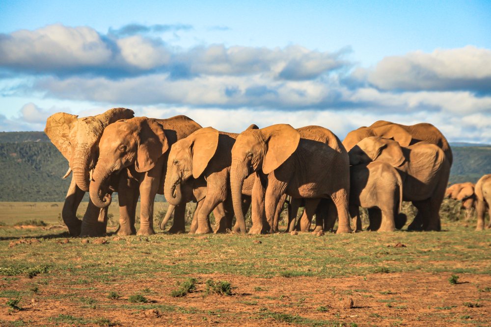 The potential impact of elephant extinction on global warming | FMT