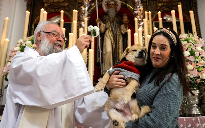 Blessed birds and ferrets: Spanish pets take part in annual Catholic ...