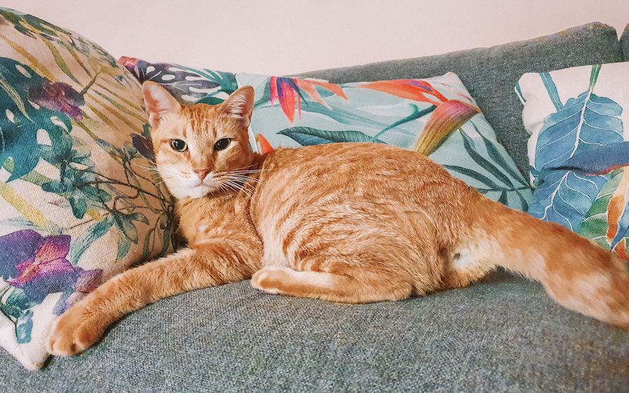 Meet Kit, the cat who found his own human | FMT