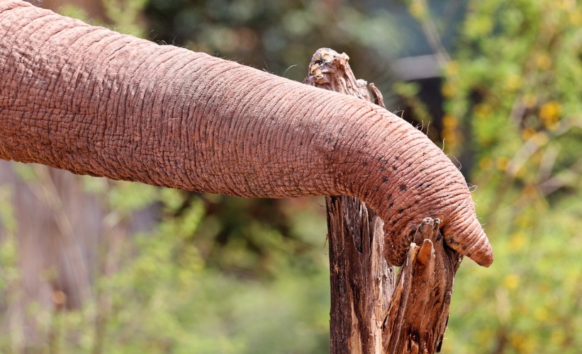 The potential impact of elephant extinction on global warming | FMT