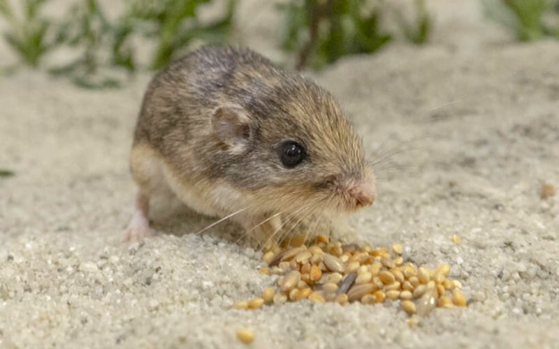 Mouse named after Patrick Stewart is the world’s oldest | FMT