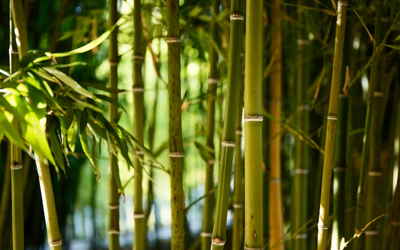 Bolehkah kita melihat kembali buluh | FMT