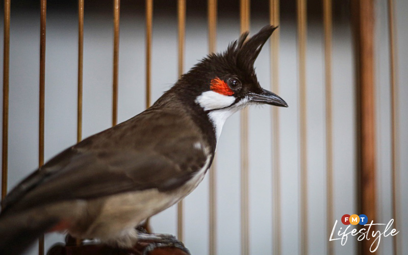 Meet MJ Akid, a musical red-whiskered bulbul | FMT
