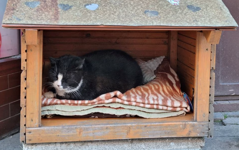 Meet Gacek, Poland’s ‘Kim Kardashian of the cat world’ | FMT