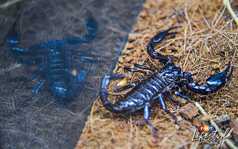 Fangs by Dekori: eating with snakes and spiders | Free Malaysia Today (FMT)