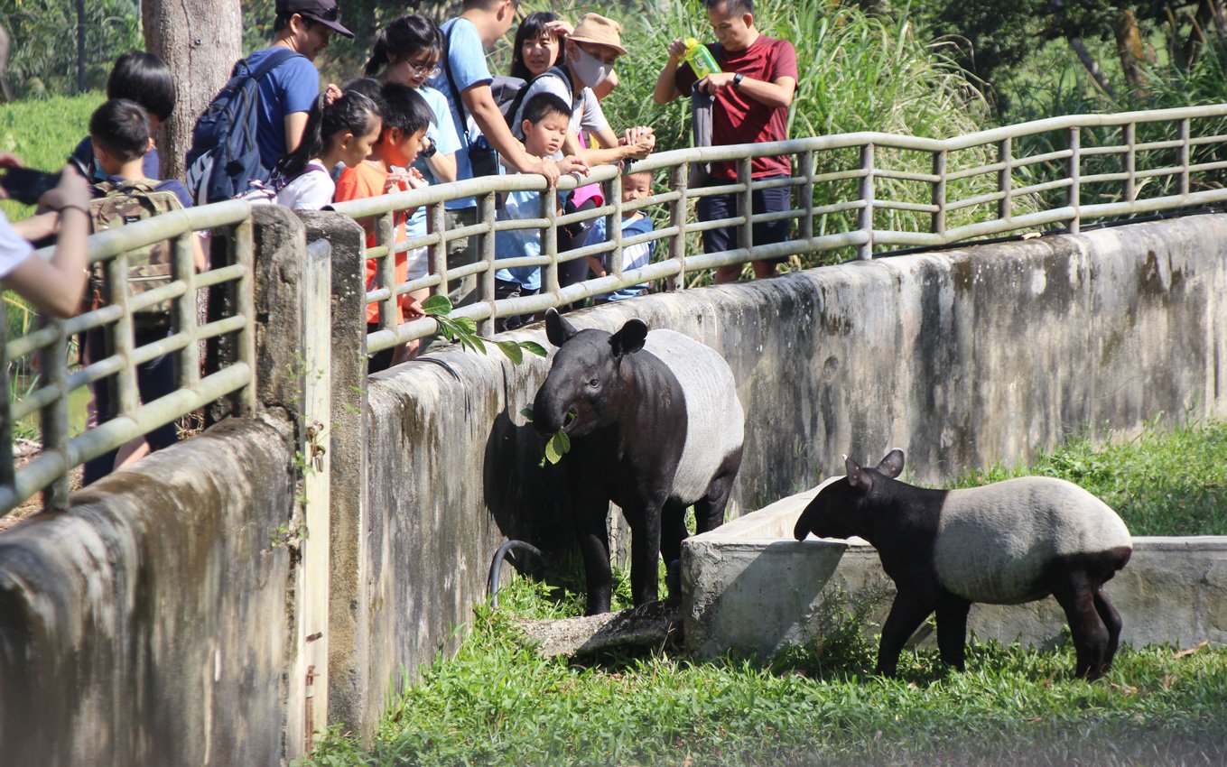 Helping save the Malayan tapir through his artwork | FMT