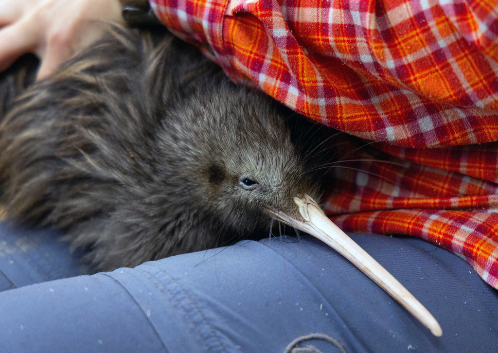 New Zealand fights to save the flightless kiwi | FMT