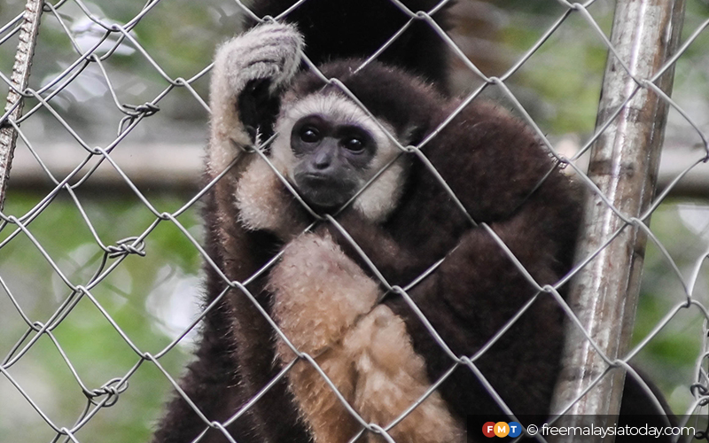 Giving gibbons a voice to sing again | Free Malaysia Today (FMT)