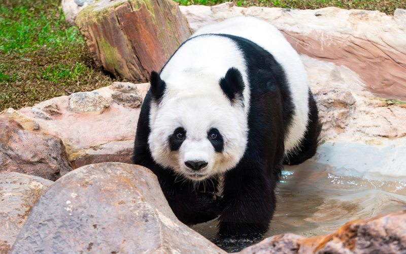 Panda on loan from China dies in Thailand zoo | FMT