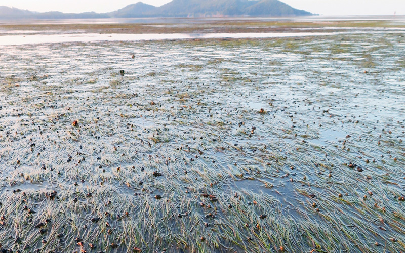Seagrass, coral reefs, and their importance to the marine ecosystem ...