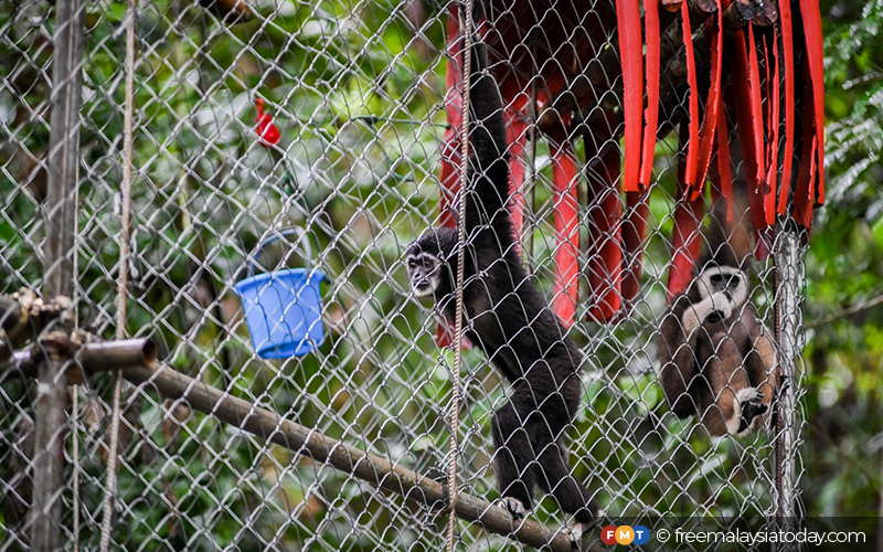 Giving gibbons a voice to sing again | Free Malaysia Today (FMT)