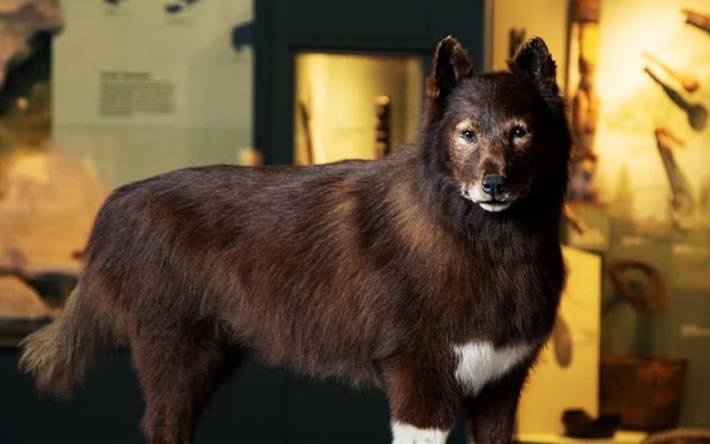 Meet 1920s hero Balto, a good boy with great genes | FMT