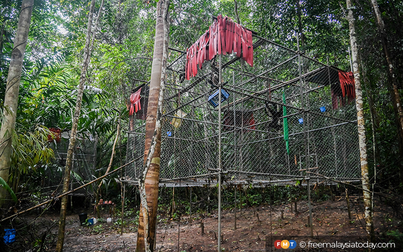 Giving gibbons a voice to sing again | Free Malaysia Today (FMT)
