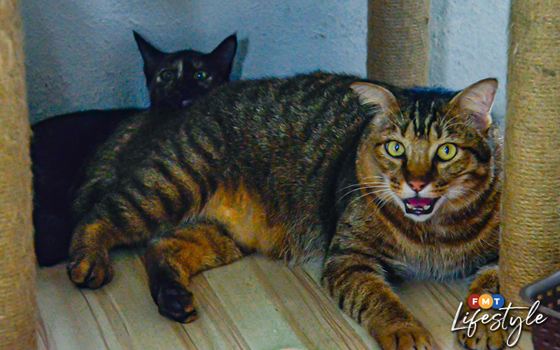 From strays to fur-tunate felines at Happy Cat Home | FMT