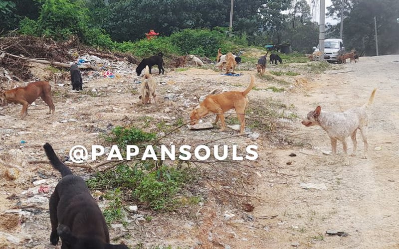 Animal rescuers in dire need of funds to help the strays | FMT