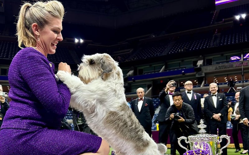 Buddy Holly is first of his breed to win Westminster show | FMT