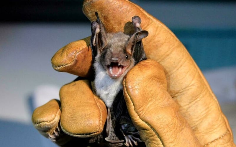 Why leaving bats alone could prevent another pandemic | FMT