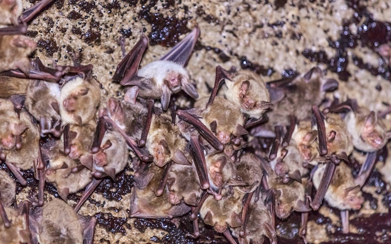 Why leaving bats alone could prevent another pandemic | FMT