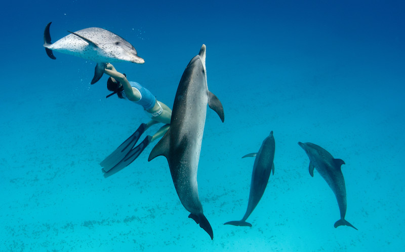Do dolphins speak to their young in ‘baby talk’, like humans? | FMT
