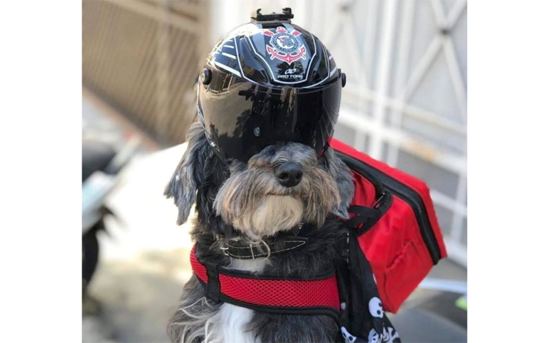 Motorbiking dog and her human cruise Brazil’s streets to help hungry ...
