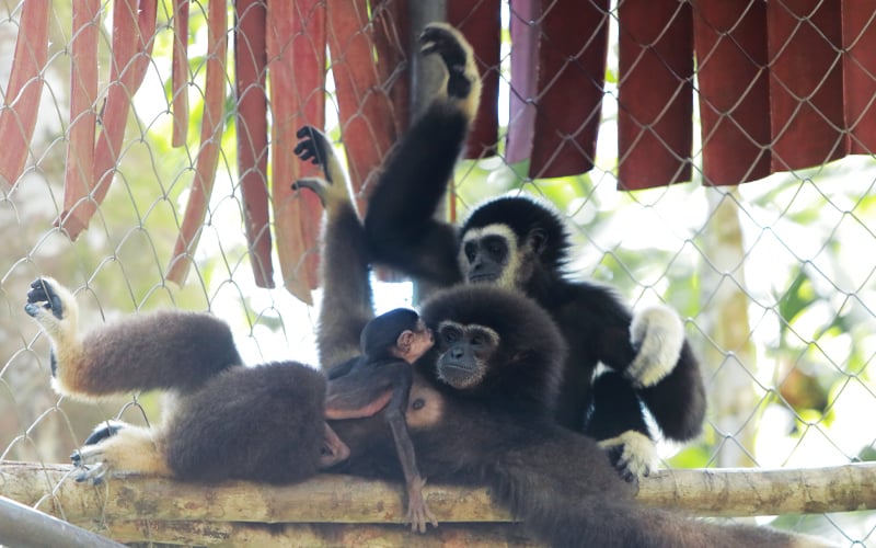 NGO welcomes first gibbon born at conservation centre | FMT