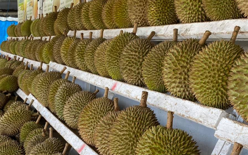 Agrochemical firm Hextar diversifies into durian business | FMT