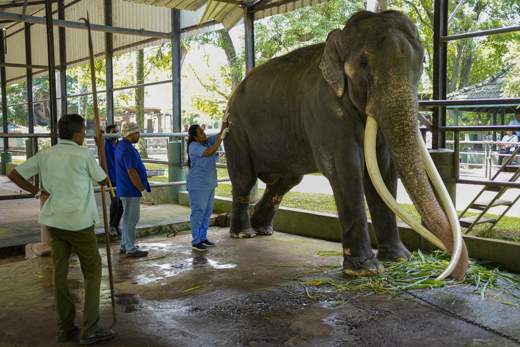 Neglected elephant boards flight home to Thailand | FMT