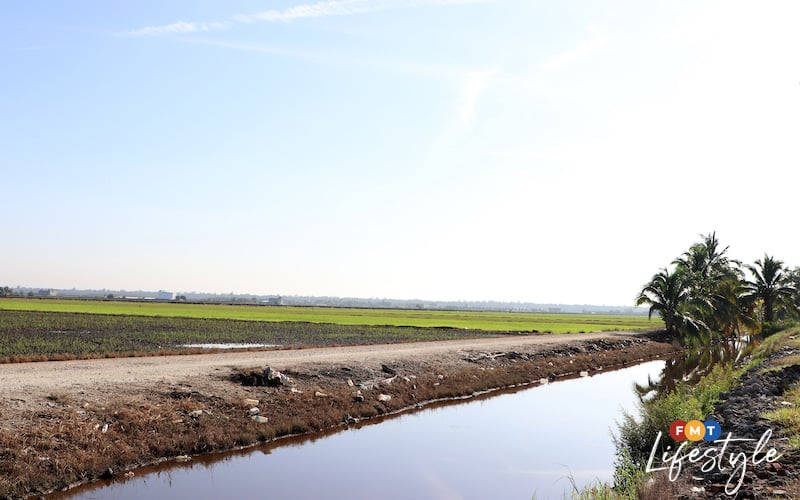 Learning how rice is produced at Paddy Gallery, Sekinchan | FMT