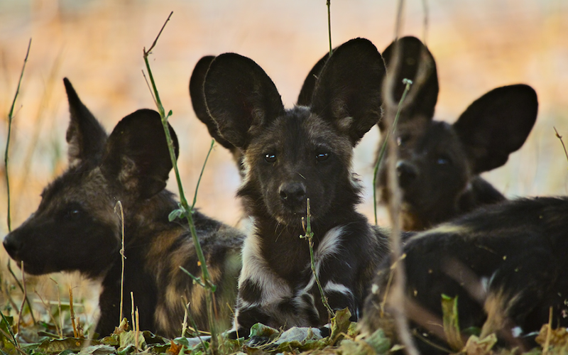 Spiders, wolves and other predators: new on Netflix, Sept 1-7 | FMT