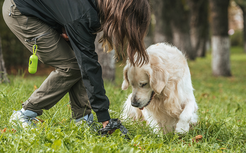 Man Picking Up Dog Poop