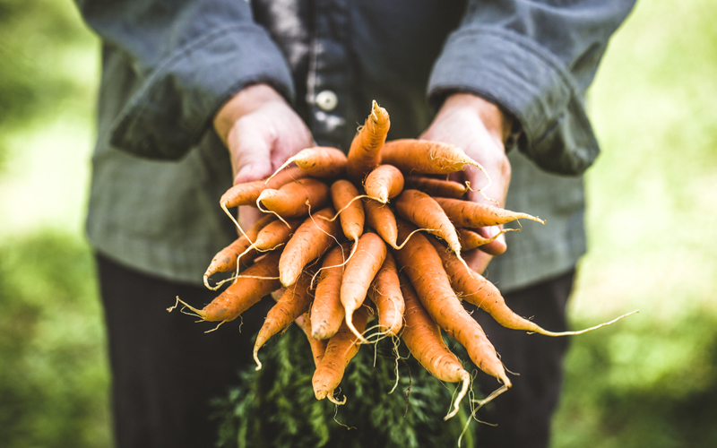 3D-printed carrots could help tackle food insecurity | FMT