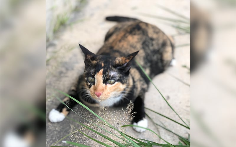 Mimi, feisty kitty and ‘Queen Bee’ extraordinaire | FMT