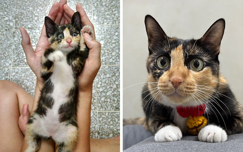 Mimi, feisty kitty and ‘Queen Bee’ extraordinaire | Free Malaysia Today ...