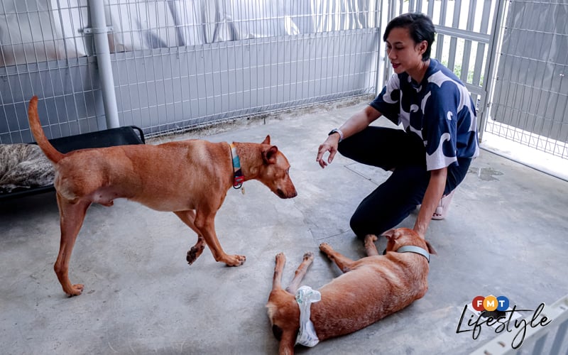 Shima gives desperate animals a new lease on life | FMT