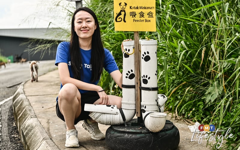 Loh family’s self-feeder helps keep stray dogs full | FMT
