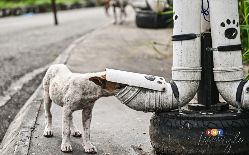Loh family’s self-feeder helps keep stray dogs full | FMT