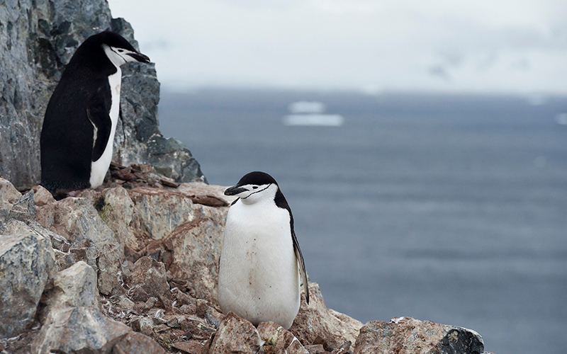 Penguins snatch 11 hours of sleep via 4-second naps | FMT