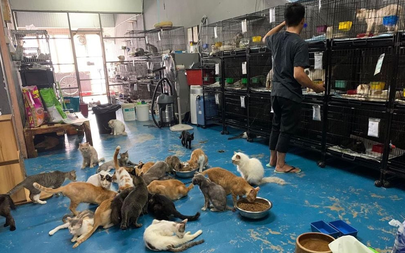 Dressing cats up can cause them undue stress, experts say | Free ...