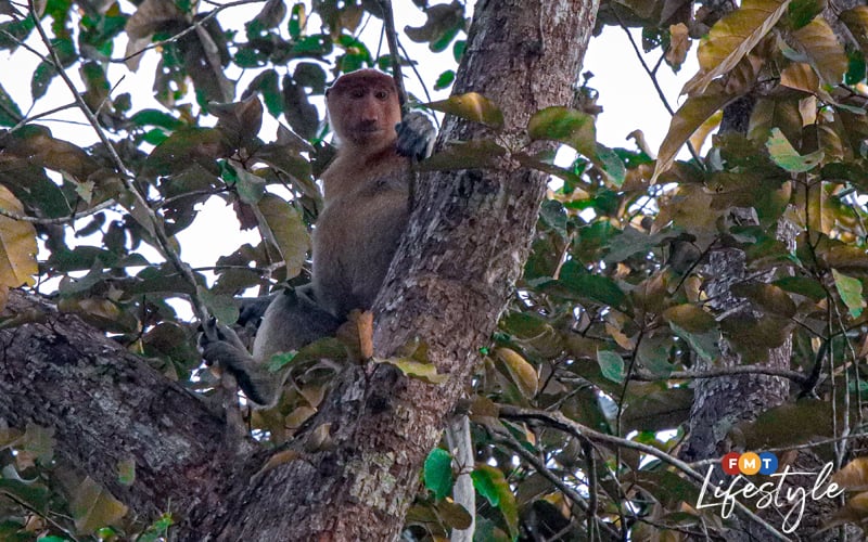 The monkeys and fireflies on Sabah’s Klias River Cruise | FMT