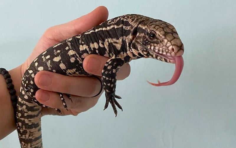 Meet Zebra, the intelligent and free-spirited Argentine tegu | FMT