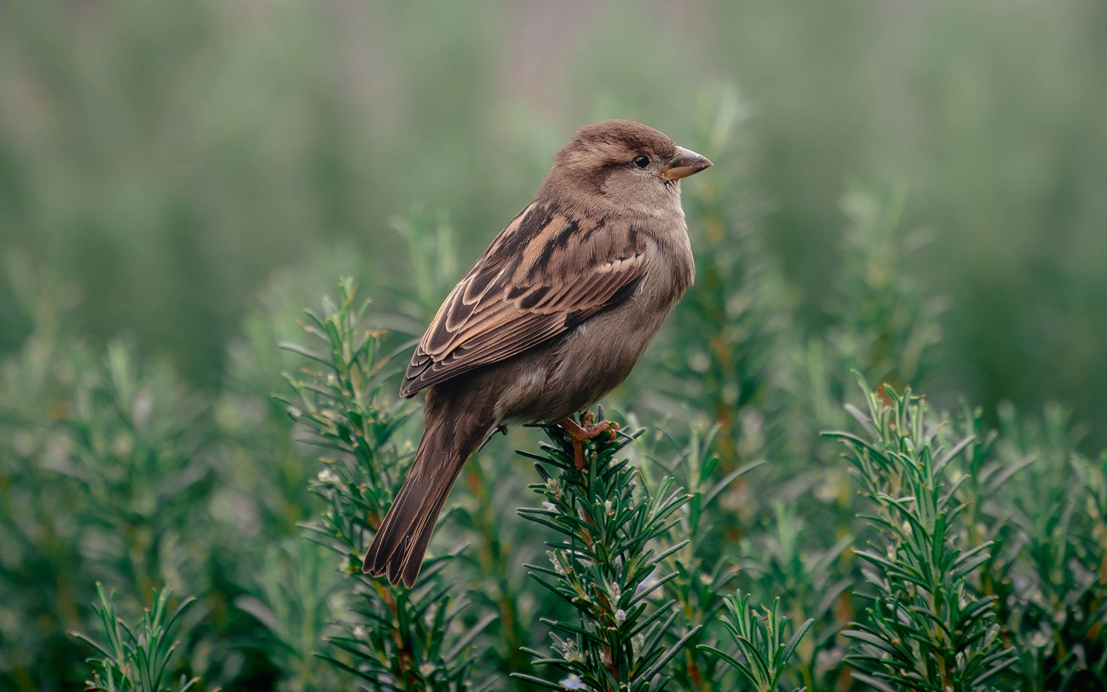 Activist appeals for help to save our sparrows | FMT