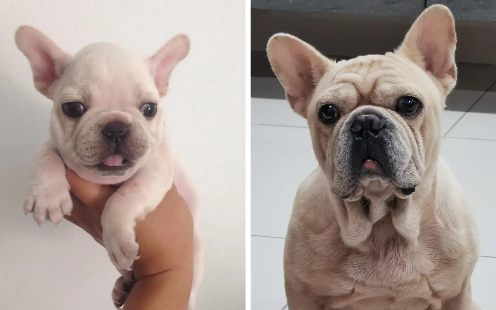 ‘Twas love at first sniff for Popeye and Olive | FMT