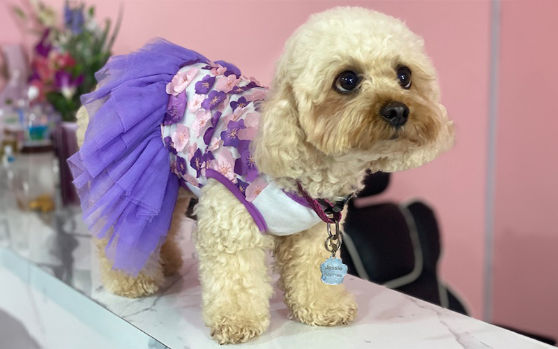 Meet Jessie: the pretty, placid poodle princess | FMT