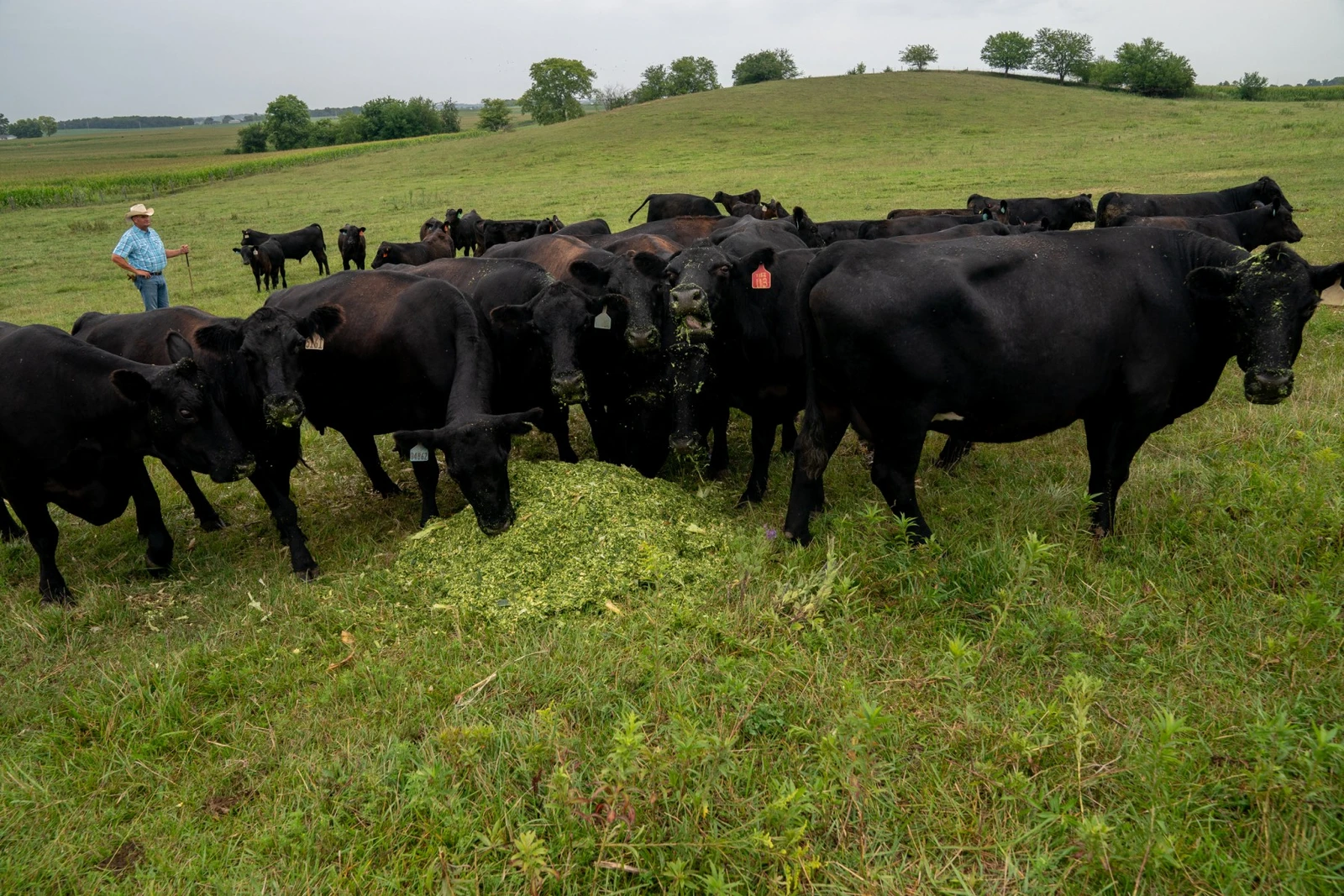 Colombia becomes 1st country to restrict US beef due to bird flu | FMT