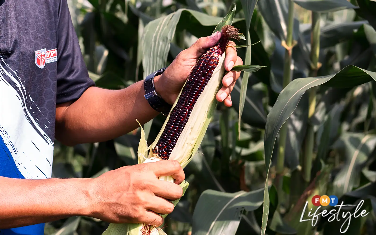 The visual and nutritive wonder of purple corn | FMT