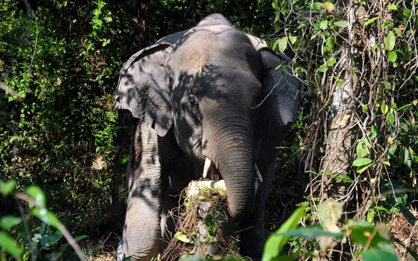 Orang Asli maut dipijak gajah di kebun getah | FMT