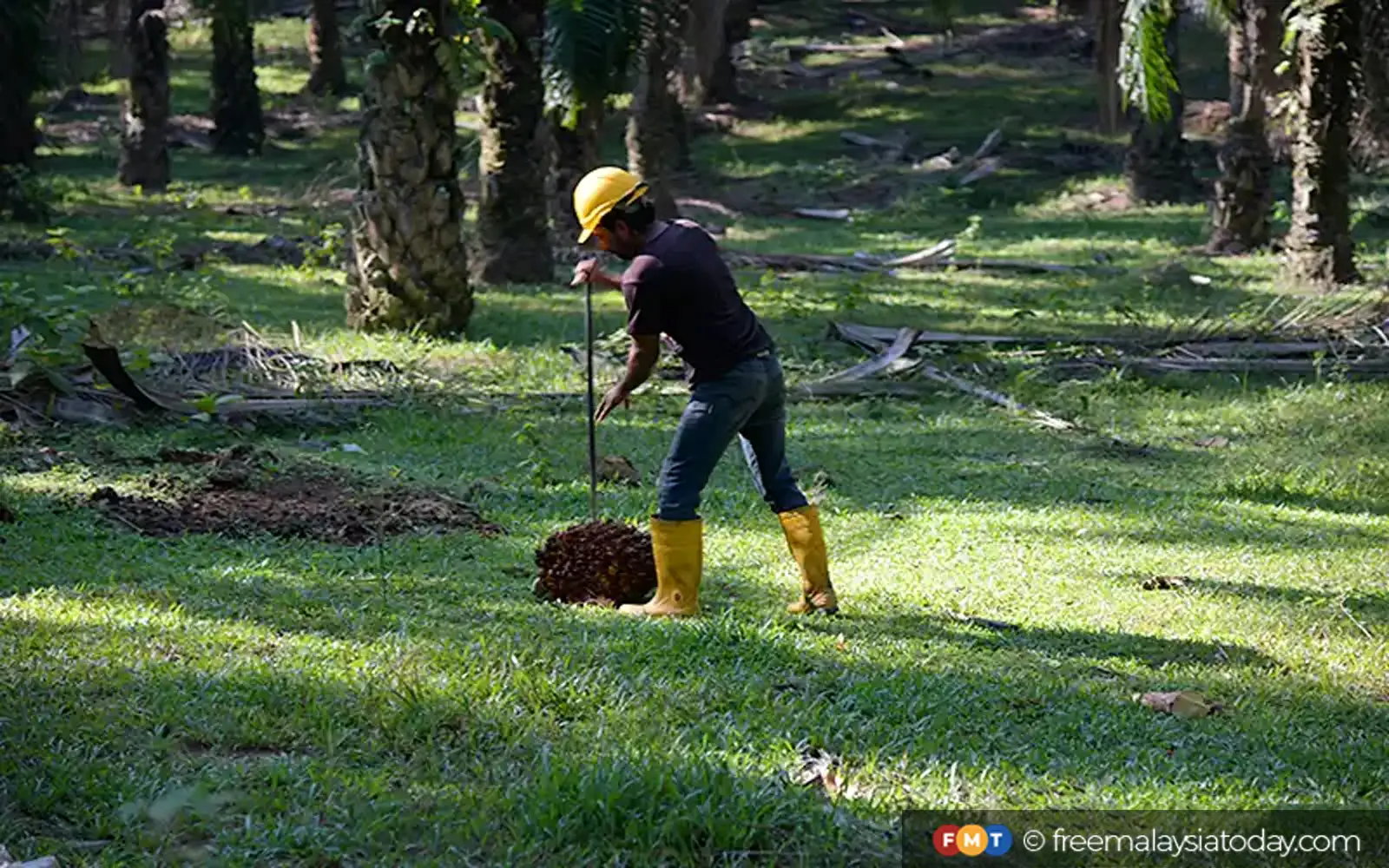 Use AI to reduce operational burden, Johari tells palm oil millers | FMT