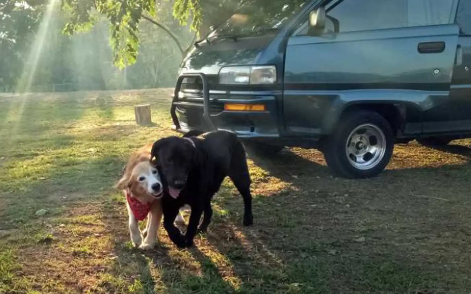 It’s a tail-wagging holiday at Ruby’s Resort | FMT