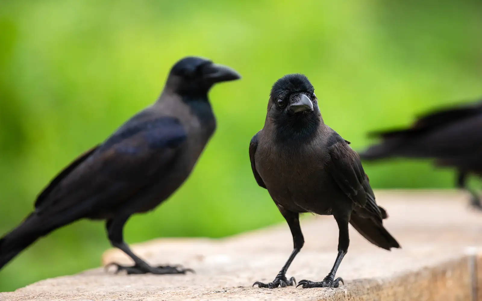Crows can count out loud, just like humans | FMT