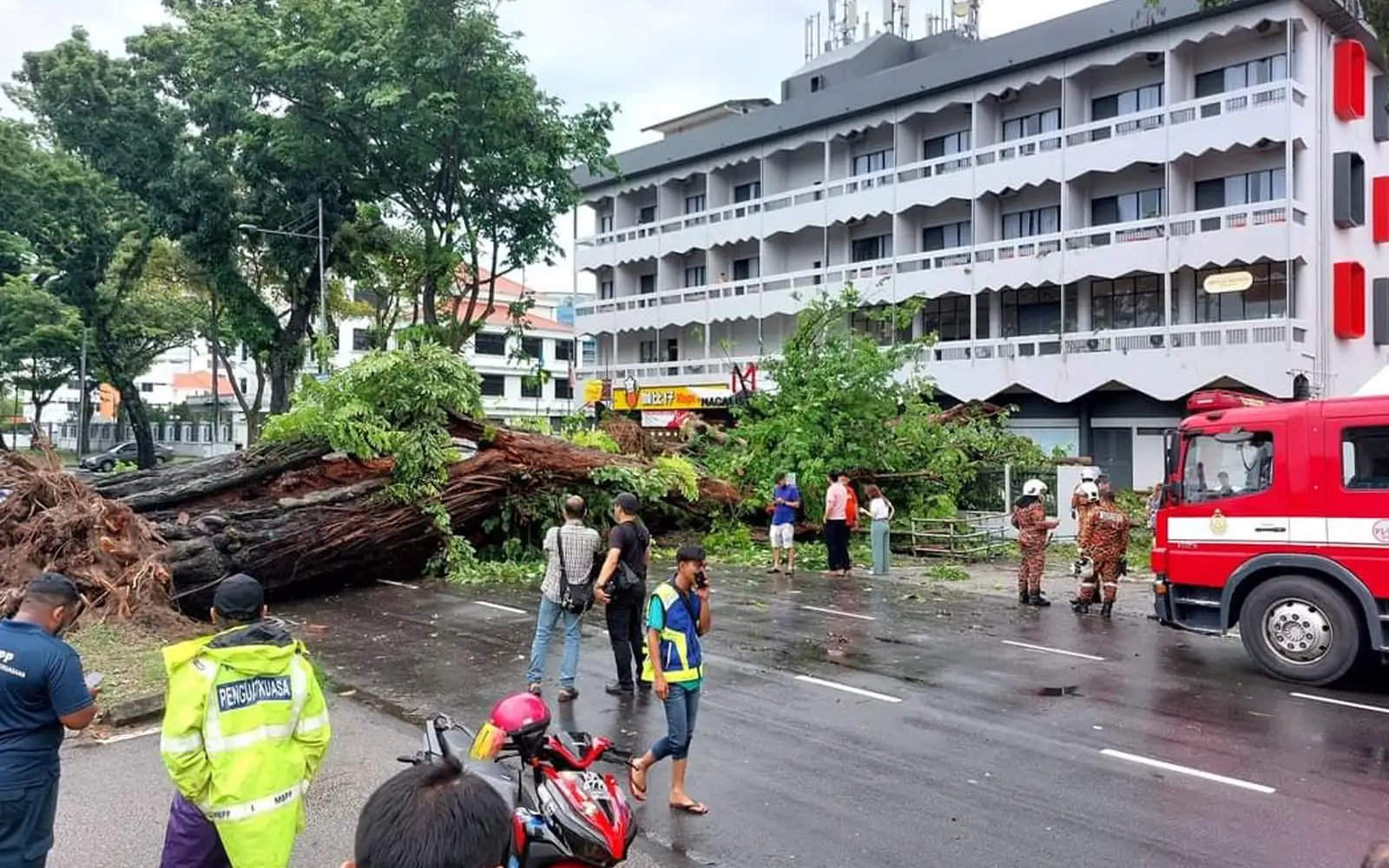 5 vehicles damaged by falling tree in Penang | FMT